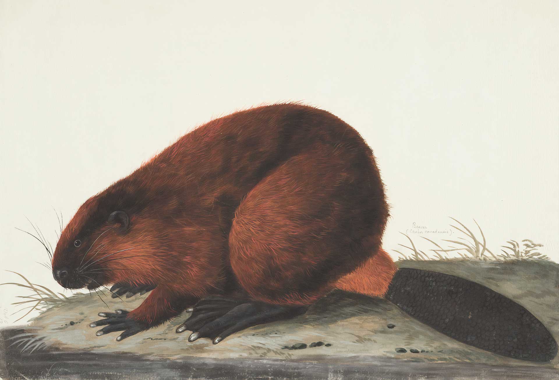 History of Beavers - a brief history of beaver numbers in North America ...