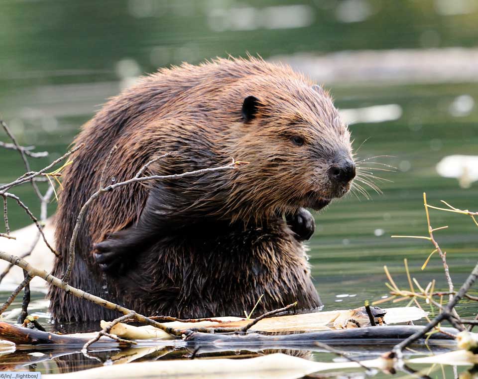 Beaver fever: $1.5M proposed for beaver restoration efforts - New ...